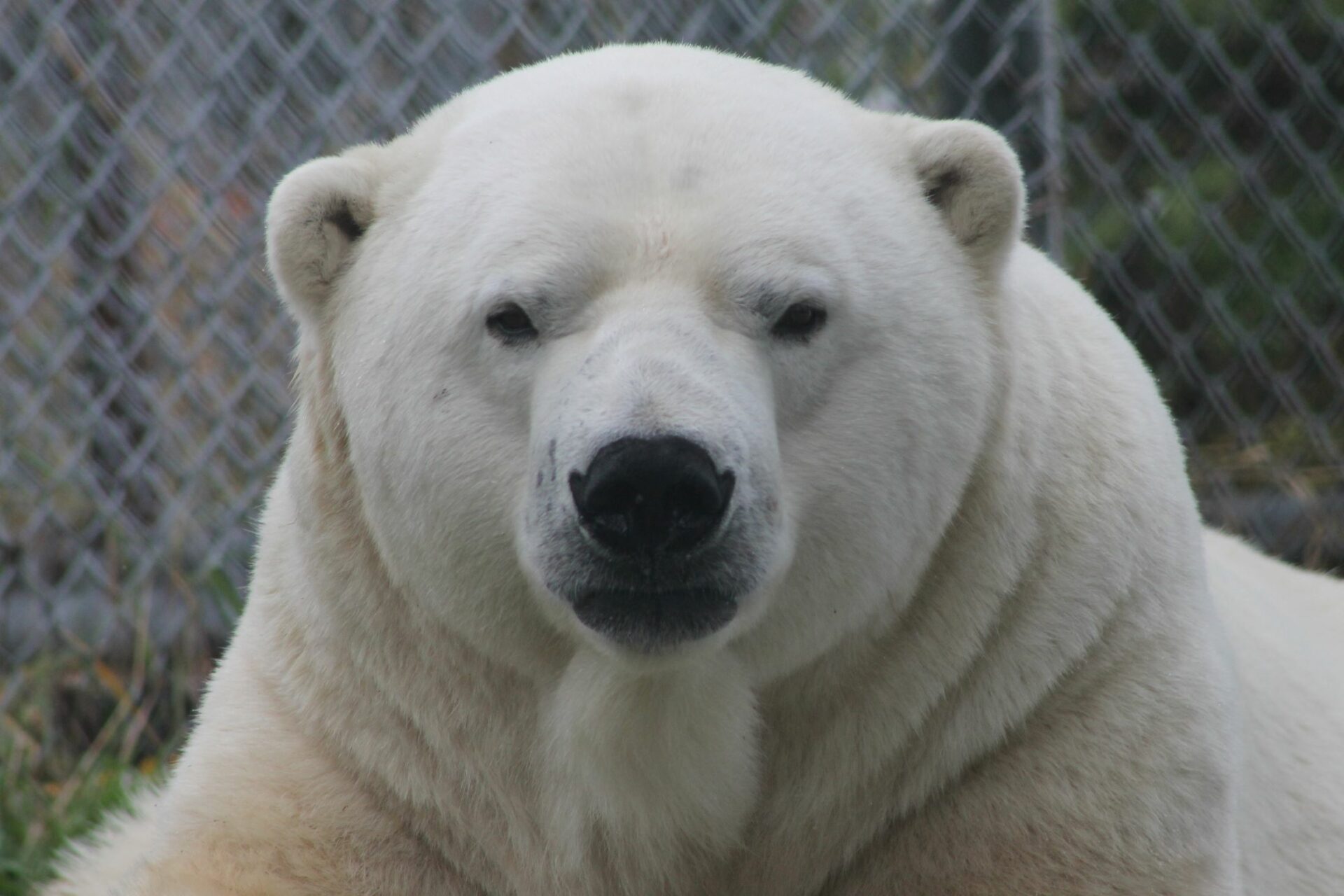 A Personal Tribute to a Polar Bear | Suttie.