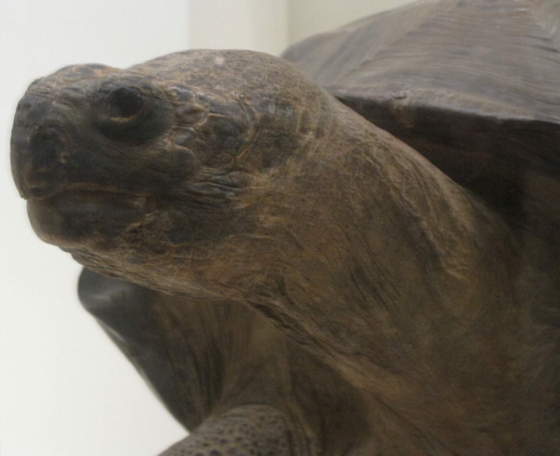 The Constipated Tortoise | Suttie.